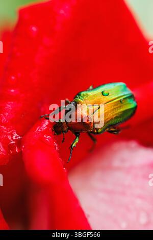 Colorful water drops on beetle Stock Photo - Alamy