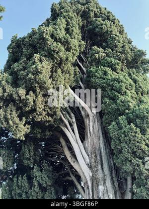 A vertical shot of an evergreen forest with tall trees on a foggy day ...
