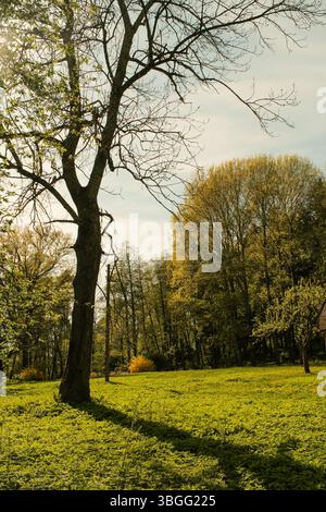 grassy meadow on the edge of the forest. lovely summer scenery on a ...