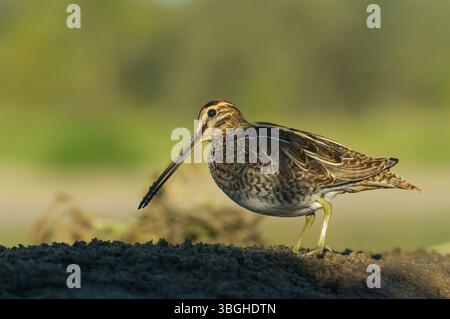 Kszyk (Gallinago gallinago) – A secretive wader with a long bill ...