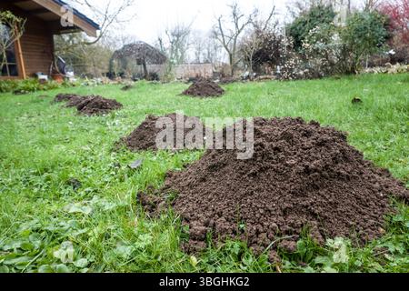 A mole mound in the garden of a house with a nice young lawn Stock ...