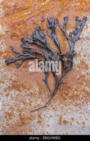 Seaweed, flotsam and jetsam, still life Stock Photo - Alamy