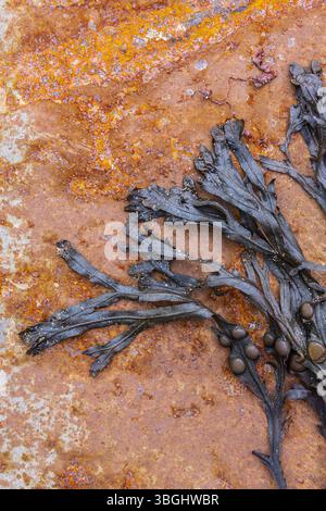 Seaweed, flotsam and jetsam, still life Stock Photo - Alamy