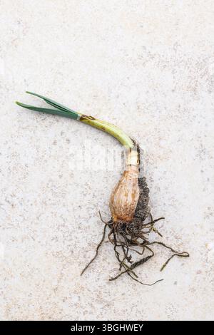 Grape hyacinth with root bulb (Muscari spec.), a growing bulbous plant ...