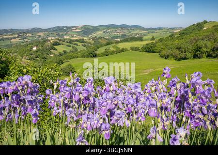 Hills near Urbino, Pesaro Urbino, Marche, Italy, Europe Stock Photo - Alamy