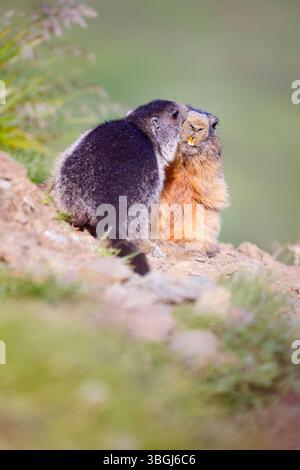 Alpine marmot (Marmota marmota) Young marmot greets older marmot nose ...