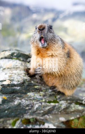 young alpine marmot sitting on some rocks in a meadow Stock Photo - Alamy