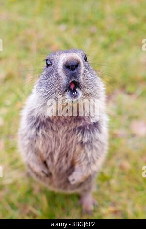 Alpine marmot (Marmota marmota), marmot looking up into the camera from ...