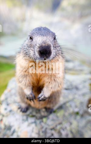 Marmot sits on rock in the Rocky Mountains, Colorado Stock Photo - Alamy