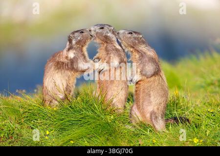 Alpine marmot (Marmota marmota), family with young, Hohe Tauern NP ...