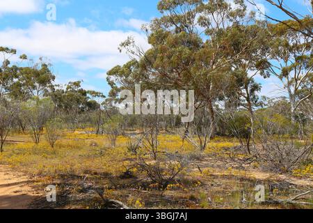 Spring in the eucalypt woodland with carpets of daisy flowers (Merredin ...