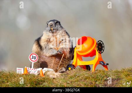 Alpine marmot (Marmota marmota), marmot with traffic sign, shovel, beer ...