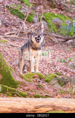 Eurasian wolf (Canis lupus lupus) standing on a rock in a forest ...