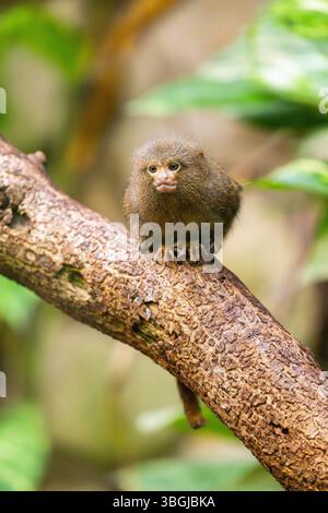 Eastern pygmy marmoset (Cebuella niveiventris) climbing on a tree in a ...