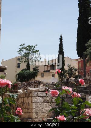 Bush in athens the old column stone construction asia greece and roman ...