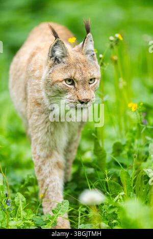 Eurasian lynx (Lynx lynx) walking through the grass, Wildpark Aurach ...
