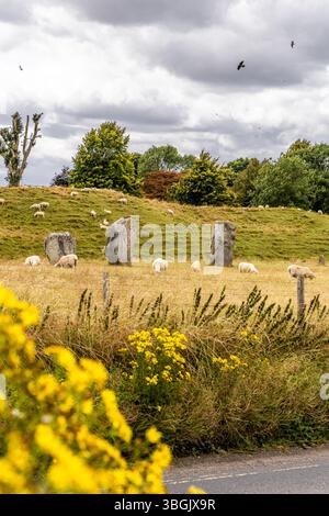 Sheep grazing around Avebury Neolithic henge stone monument .New Stone ...