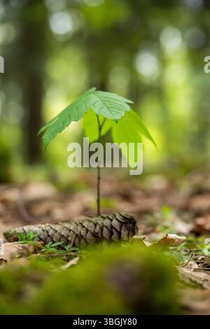 Young Norway maple (Acer platanoides) tree in autumn colours ...