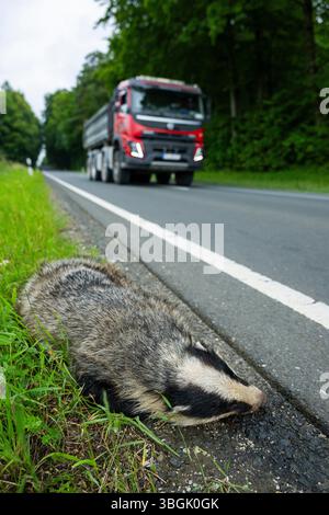 European badger (Meles meles) lies dead on a road, car accident, wild ...