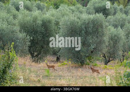 Roe Deer standing at Trees in front of a Fogy meadow landscape at the ...