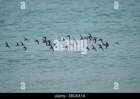 Purple sandpiper (Calidris maritima) flying over the sea, Duene ...