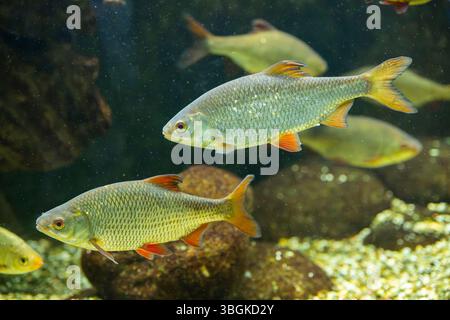 Common Rudd (Scardinius erythrophthalmus Stock Photo - Alamy