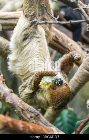 The Hoffmann's two-toed sloth (Choloepus hoffmanni), also known as the ...