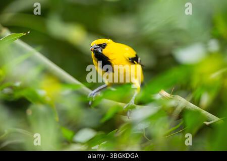 Yellow Oriole (Icterus nigrogularis Stock Photo - Alamy