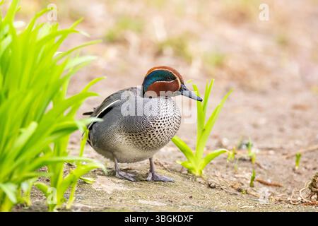 Eurasian teal (Anas crecca), male standing on deadwood in the water ...
