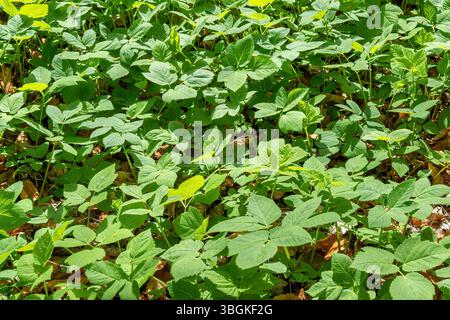 Ground elder (Aegopodium podagraria) grows in the forest Stock Photo ...