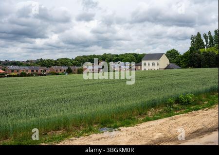 Agriculture fields with reye and wheat plantations at the Brussels ...