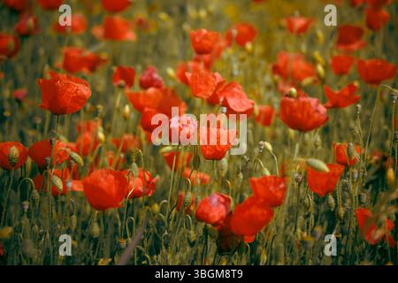 Delicate red poppy flower. Picturesque May contrasts. Create a mood ...