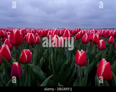 Tulip fields near Bant in the Netherlands Stock Photo - Alamy