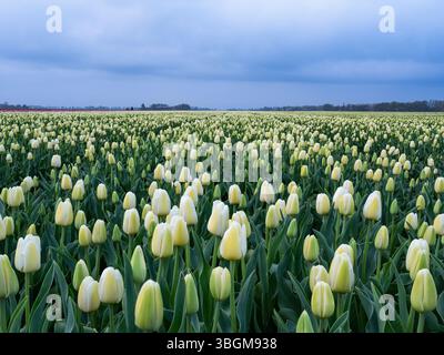 Tulip fields near Bant in the Netherlands Stock Photo - Alamy