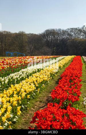 England, Sussex, Tulleys Tulip Farm near Crawley Stock Photo - Alamy