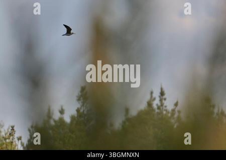 Wood Sandpiper (Tringa ochropus Stock Photo - Alamy