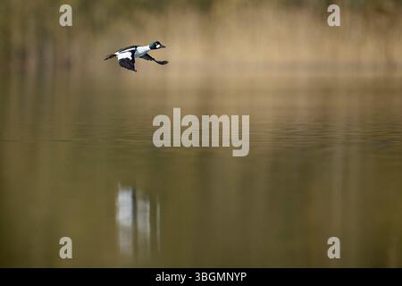 Common goldeneye, Bucephala clangula, drake in flight Stock Photo - Alamy