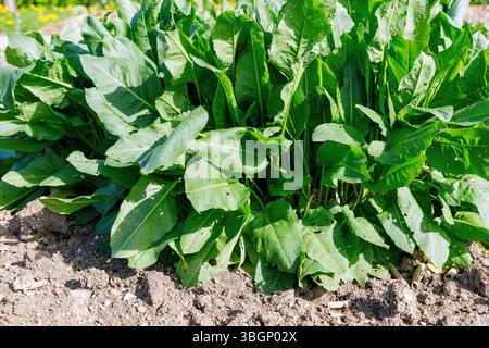 Perennial winter spinach (Rumex patientia, garden dock, English spinach ...