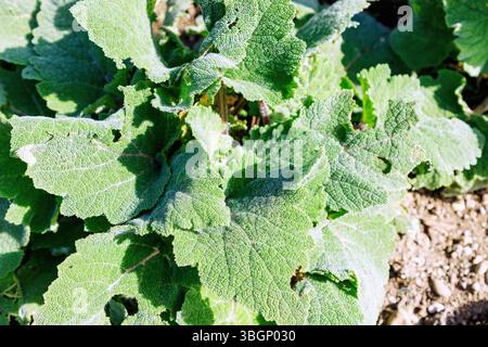Muscat sage Salvia sclarea Stock Photo - Alamy