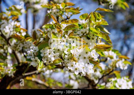 Flowering Japanese pear (Pyrus pyrifolia Hosui, sand pear tree, Asian ...