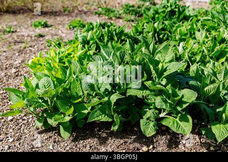 Sticky Sage (Salvia glutinosa Stock Photo - Alamy