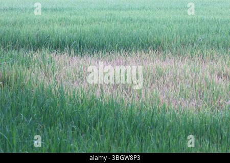 Rice plants are infested with pests, Brown planthopper is insect that ...