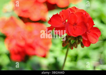 Bright red geranium (pelargonium) flowers close up Stock Photo - Alamy