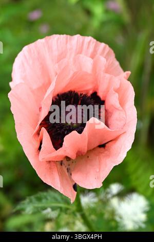 Giant poppy 'Coral Reef' Stock Photo - Alamy