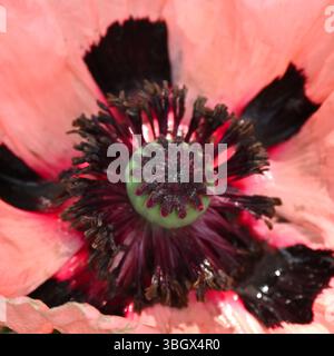 Giant poppy 'Coral Reef' Stock Photo - Alamy