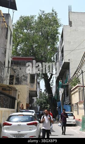 NEW DELHI, INDIA - JUNE 5: An oldest tree at Kucha Lal man in Darya ...