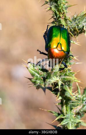 Protaetia cuprea, also known as the copper chafer, is a species of ...