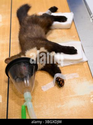 Anaesthetized Juveniles Beech marten (Martes foina) on an x-ray table ...
