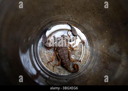 Centruroides gracilis, a Buthidae family scorpion, commonly known as ...