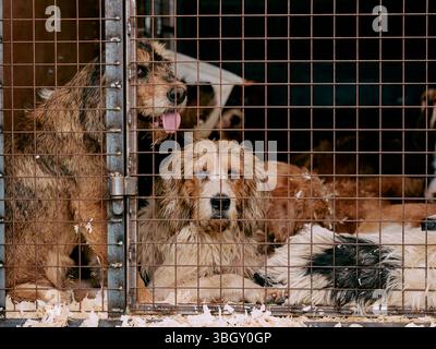 Working hunt dogs in there trailer pen kennel cage at a Somerset ...